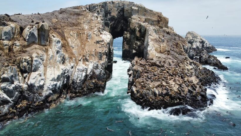 Callao: Swimming with Sea Lions Palomino Islands Boat Tour - What to Expect on the Tour