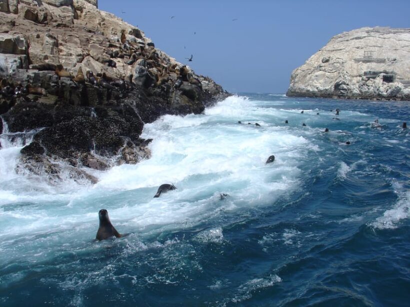 Callao: Swimming with Sea Lions Palomino Islands Boat Tour - The Experience: Pros and Cons