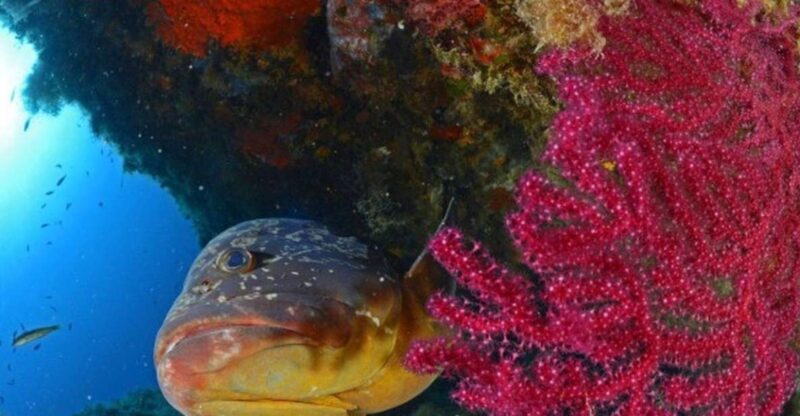 Calvi: PE12 Certificate Diving Lessons with Instructor - Why This Experience Is Valuable