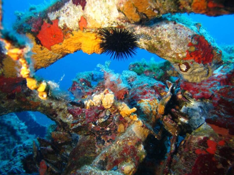 Calvi: PE20 Certificate Diving Lessons with Instructor - Key Points