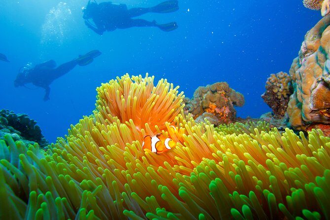 Calypso Outer Great Barrier Reef Cruise from Port Douglas - FAQs