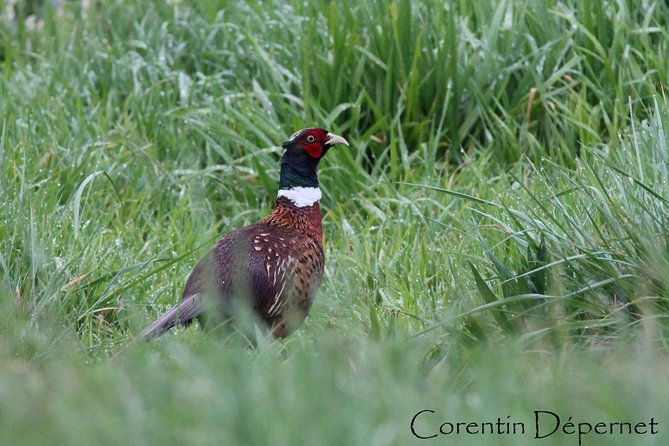 Camargue 4x4 Safari 2 Hours Saintes Maries De La Mer - Guided Tour Highlights
