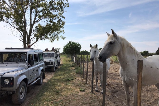 Camargue 4x4 Safari 2 Hours Saintes Maries De La Mer - Guide Expertise and Environmental Initiatives