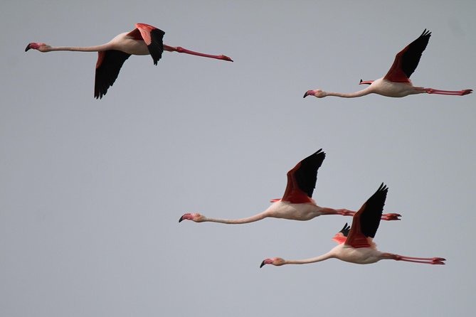 Camargue 4x4 Safari Day - Final Thoughts