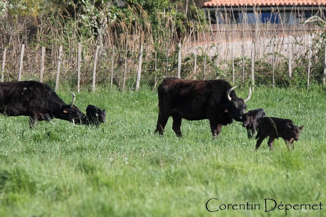 Camargue 4x4 Safari Day - FAQ