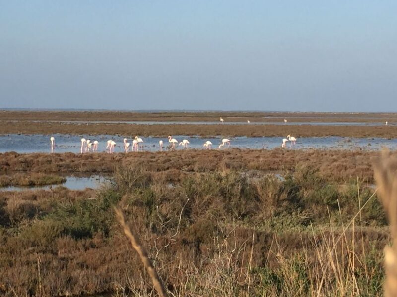 Camargue: Safari from Saintes-Maries-de-la-Mer - FAQ