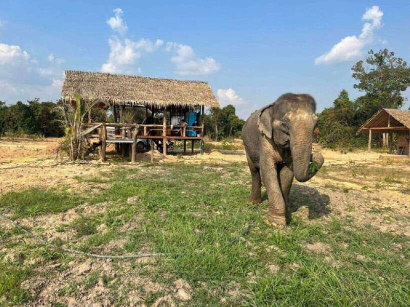 Cambodia Elephant Sanctuary Include Hotel Transfer Roundtrip - Whats Included and Why It Matters