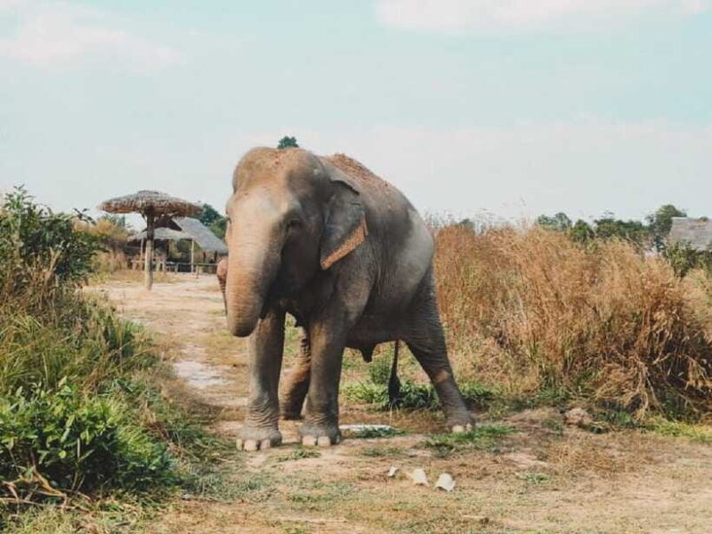 Cambodia Elephant Sanctuary Include Hotel Transfer Roundtrip - Real Feedback from Participants