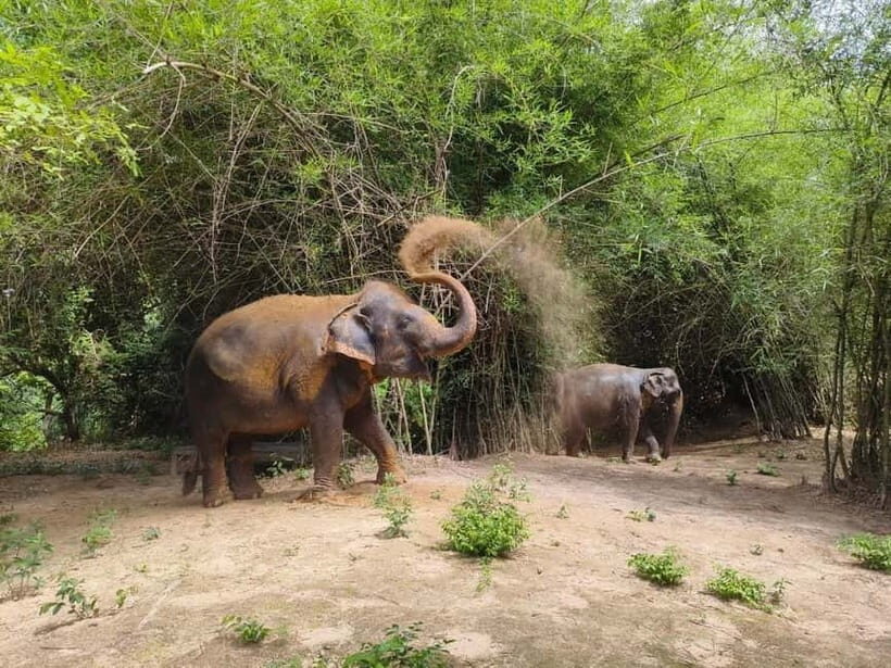 Cambodia Elephants Haft Day Experiences from Siem Reap - The Sum Up: Is This Tour Worth It?