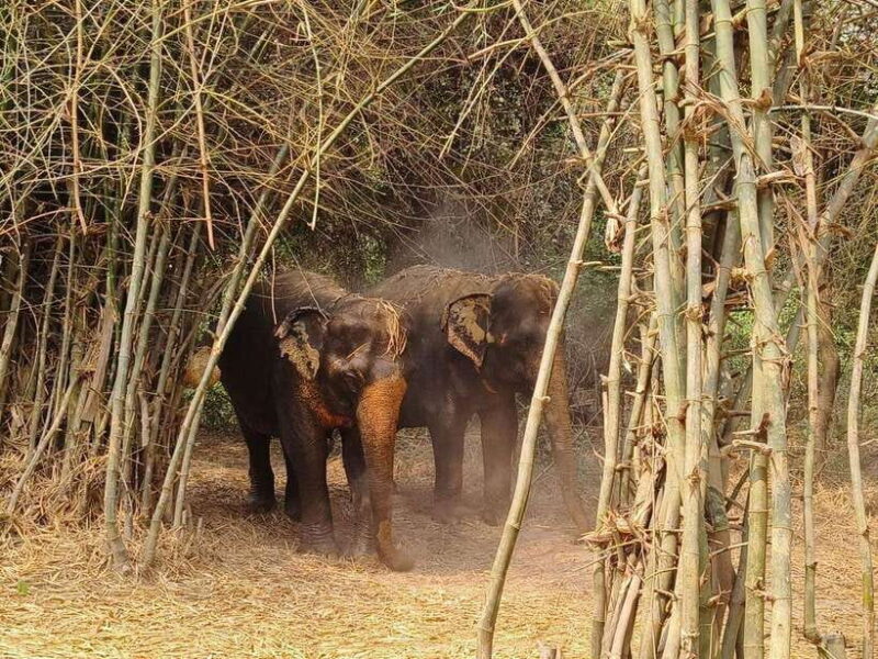 Cambodia Elephants Haft Day Experiences from Siem Reap - Value and Cost Analysis