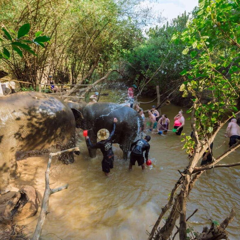 Cambodia Elephants Haft Day Experiences from Siem Reap - Who Will Appreciate This Tour?