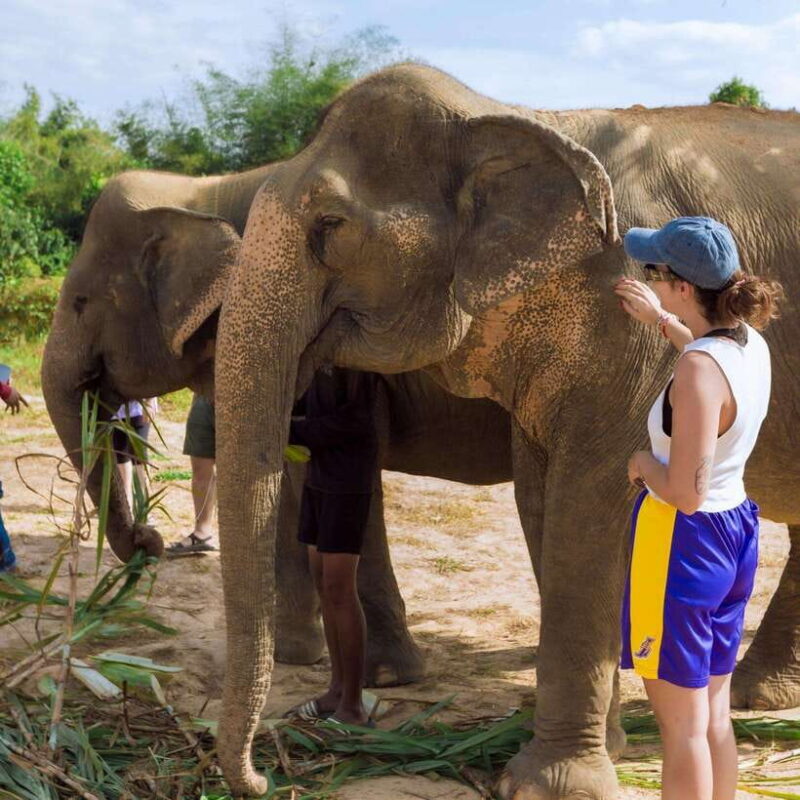 Cambodia Elephants Haft Day Experiences from Siem Reap - The Sum Up