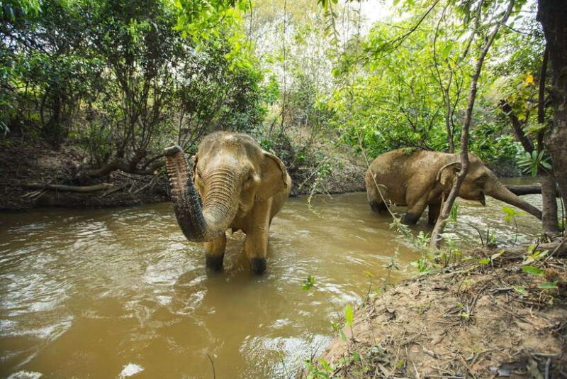 Cambodia Elephants Haft Day Experiences from Siem Reap - FAQ