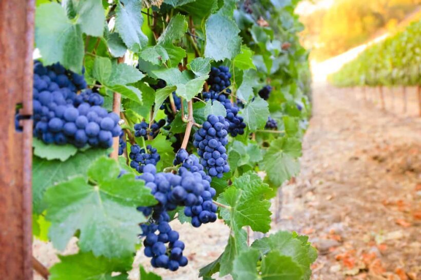 Cambria: Wine Tasting at Cutruzzola Vineyards - An In-Depth Look at the Experience