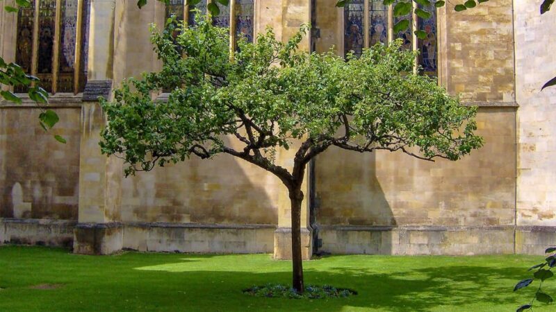 Cambridge: University Walking Tour - FAQs