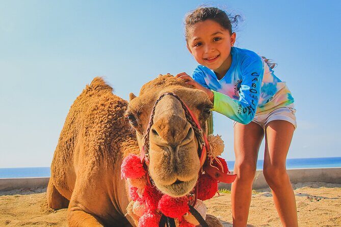 Camel Ride Experience in Los Cabos with Pick up and Lunch - The Pros and Cons in Perspective