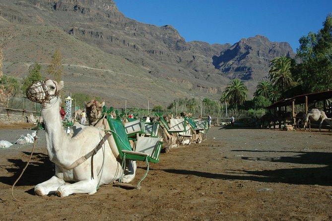 Camel Ride in Fataga With Tapas and Drinks - The Camel Ride Journey