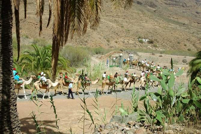 Camel Ride in Fataga With Tapas and Drinks - Guided Tour of the Tropical Garden