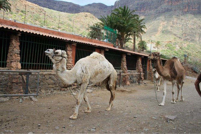 Camel Ride in Fataga With Tapas and Drinks - Camel Show and Petting Exhibit