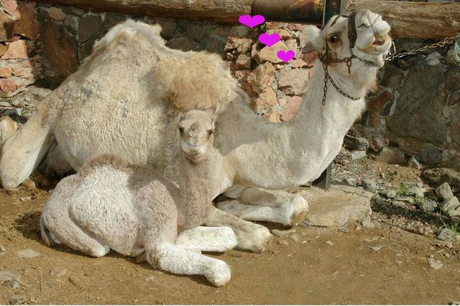 Camel Ride in Fataga With Tapas and Drinks - Booking and Meeting Information