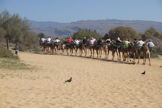 Camel Riding in Maspalomas Dunes - What to Expect During Your Ride