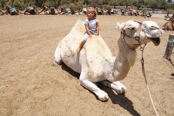 Camel Riding in Maspalomas Dunes - Exploring the Maspalomas Dunes