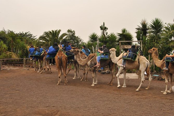 Camel Riding Tour at El Tanque, Tenerife - Key Highlights of the Experience