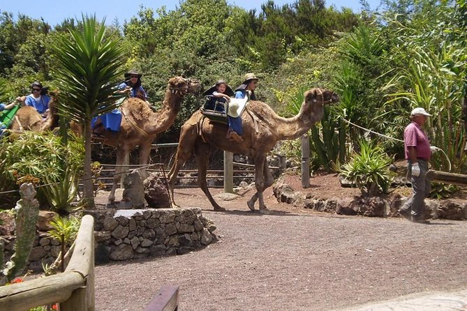 Camel Riding Tour at El Tanque, Tenerife - Exploring the Trails and Farmland