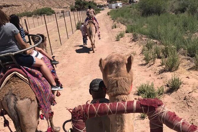 Camel Safari - Camel Ride and Zoo Tour - Who Is This Tour Best For?