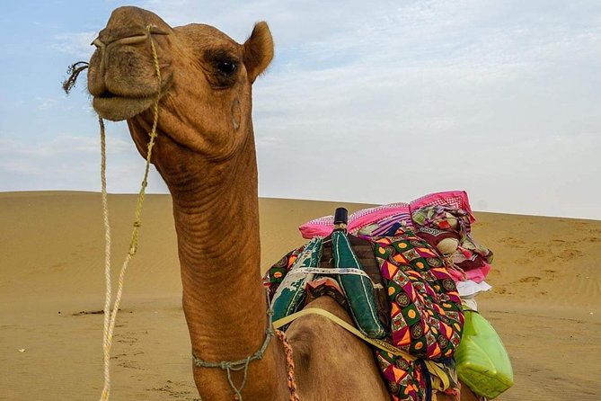 Camel safari in thar desert - The Sum Up: Who Should Consider This Tour?