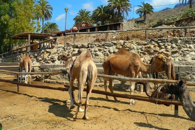 Camel Safari Through the Dunes of Maspalomas - Inclusions and Accessibility