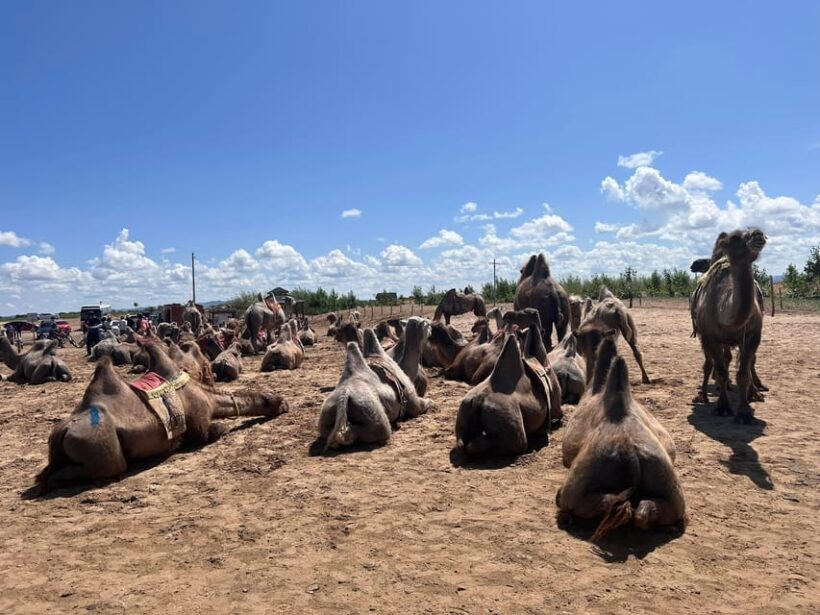 Camel Trails and Bird Tales: Discovering Elsen Tasarkhai - Who Should Consider This Tour?