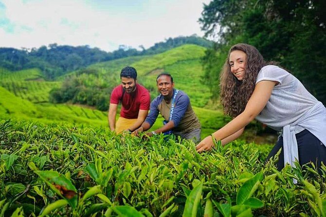 Cameron Highland Best Tour from Kuala Lumpur( Day Trip) - Key Points