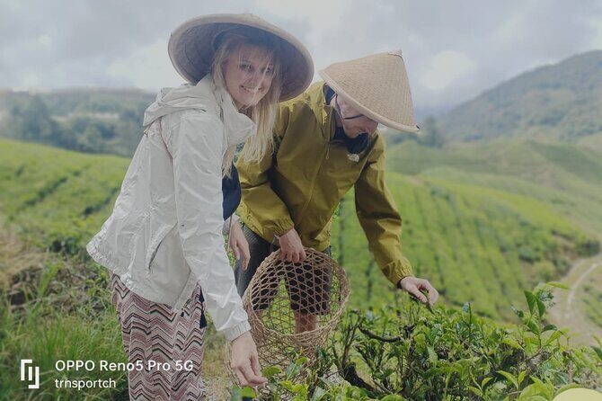 Cameron Highland Best Tour from Kuala Lumpur( Day Trip) - Who Will Enjoy This Tour?