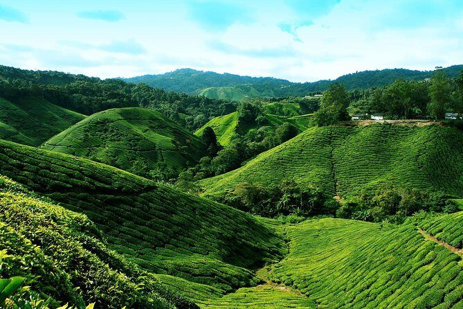 Cameron Highland Day Tour From Kuala Lumpur By Group - Analyzing the Value