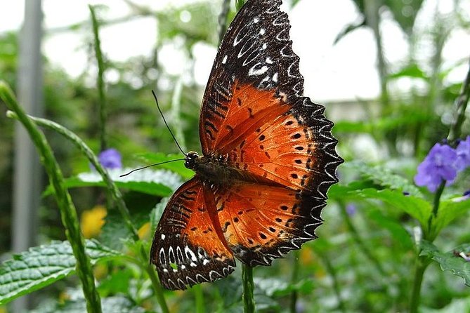 Cameron Highland Day Tour from Kuala Lumpur - The Sum Up: Is This Tour Worth It?