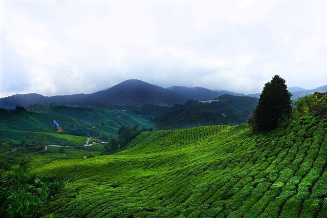 Cameron Highland Day-Trip from Kuala Lumpur - Exploring the Cameron Highlands Day-Trip from Kuala Lumpur: An Honest Look