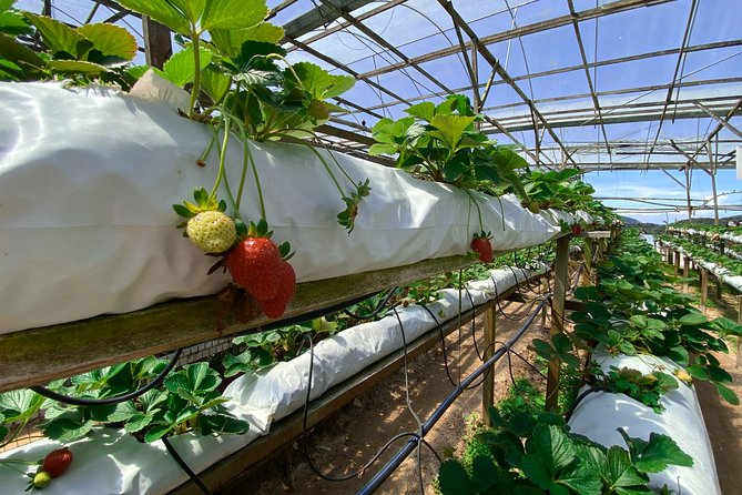 Cameron Highland Full Day Tour from KL City (Private) - FAQ