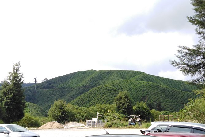 Cameron Highland Private Day Tour - The Sum Up: Who Is This Tour Best For?