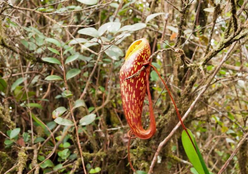 Cameron Highlands 1 Day Tour from Kuala Lumpur - What’s Included and What’s Not