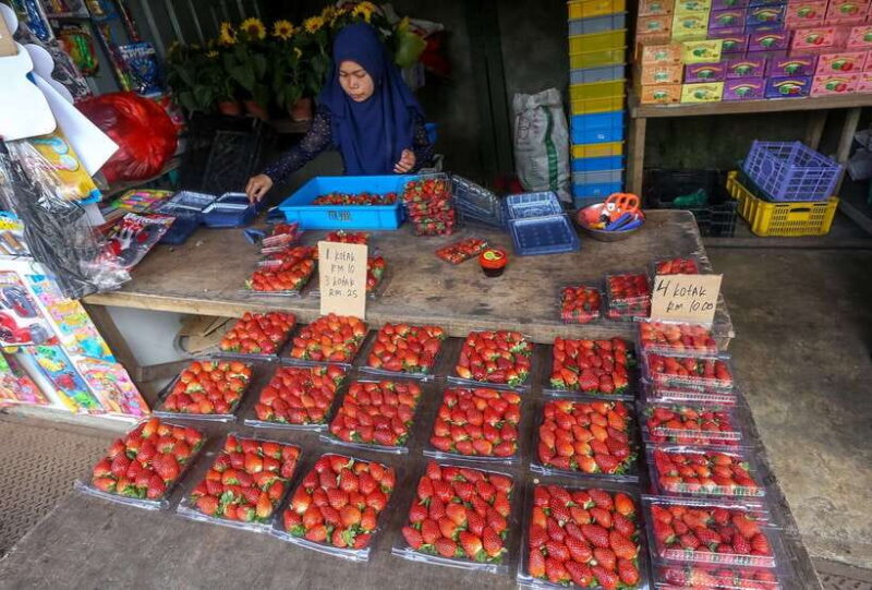 Cameron Highlands 1 Day Tour from Kuala Lumpur - The Itinerary: Breaking Down the Day