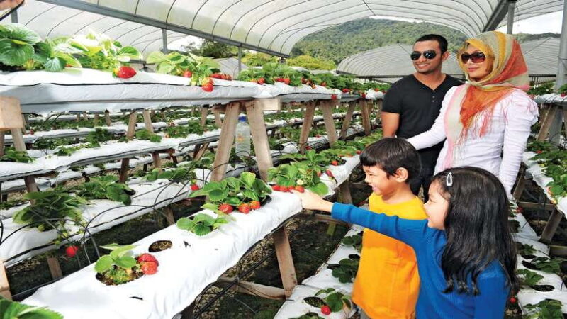 Cameron Highlands 1 Day Tour from Kuala Lumpur - Authentic Experiences or Just Highlights?