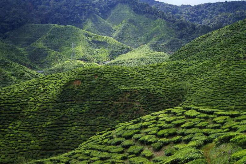 Cameron Highlands 1 Day Tour from Kuala Lumpur - The Pros and Cons Based on Real Reviews