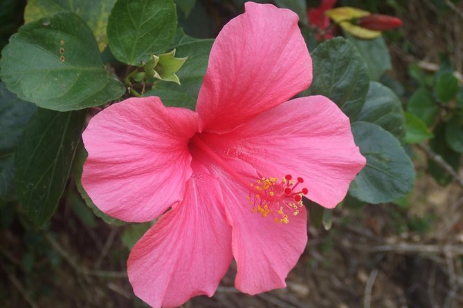 Cameron Highlands Amazing Day Trip Tour with Local Lunch - Frequently Asked Questions