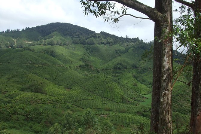 Cameron Highlands Amazing Day Trip Tour with Local Lunch - Final Thoughts