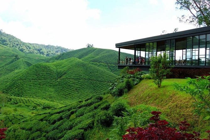 Cameron Highlands & Batu Caves Full-Day Tour - Key Points