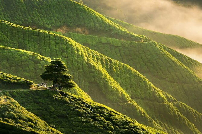 Cameron Highlands & Batu Caves Tour - Key Points