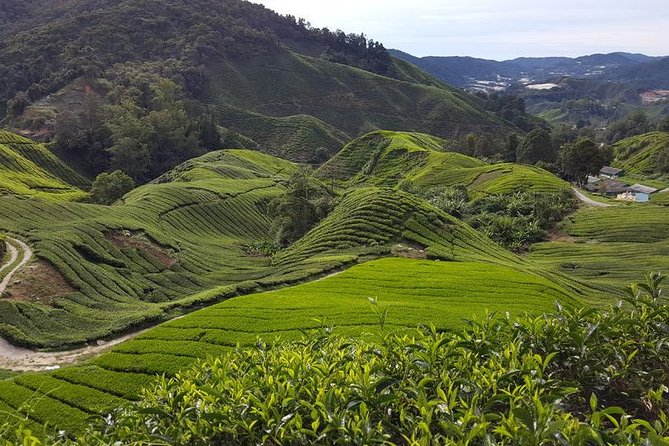 Cameron Highlands Day Tour with Lunch (SIC - Join In Tour) - Key Points
