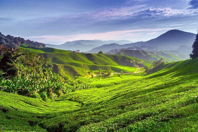 Cameron Highlands Day Trip - Who Is This Tour Best For?