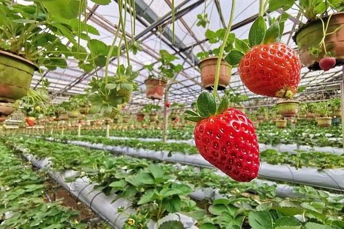 Cameron Highlands Full-Day Tour - Practical Details and What It Means for You